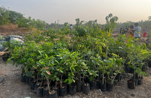 Forests By Heartfulness